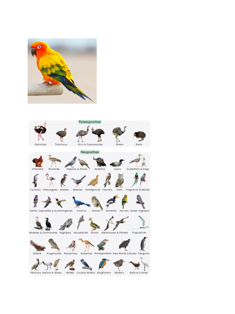 Bird Photos | PDF