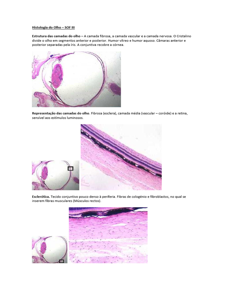 Histologia Do Olho SOF III | PDF | Olho humano | Córnea