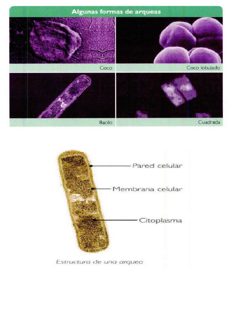 Archaea | PDF
