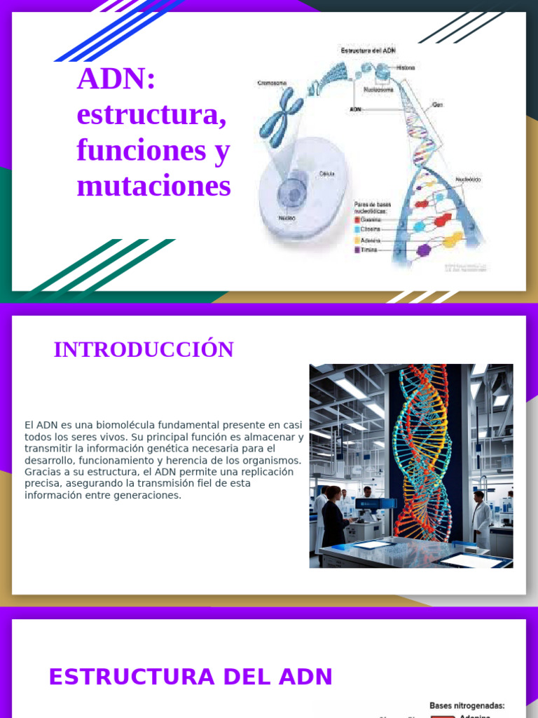 Adn: Estructura, Funciones y Mutaciones | PDF | Adn | Mutación
