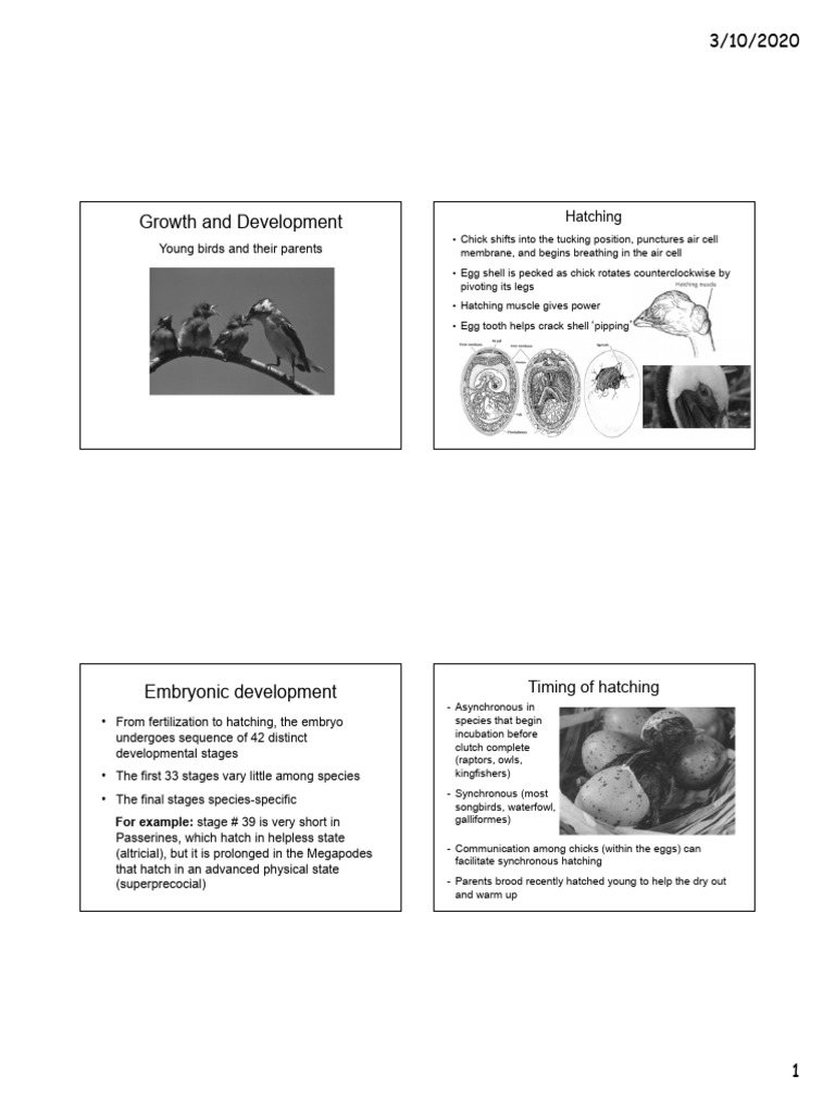 Bird Development and Parental Care Guide | PDF | Birds | Egg