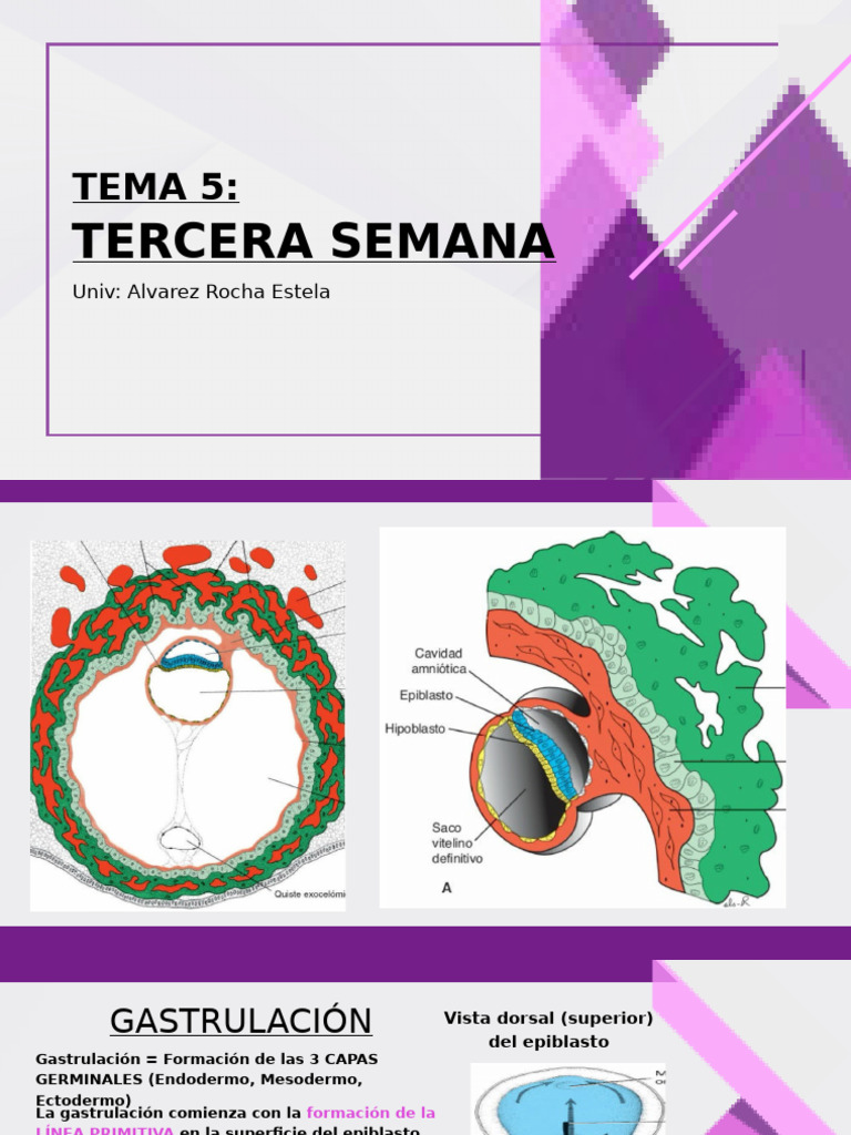 Tema 5 y 6 Aux. Embrio 2025 | PDF | Morfología (biología) | Reproducción