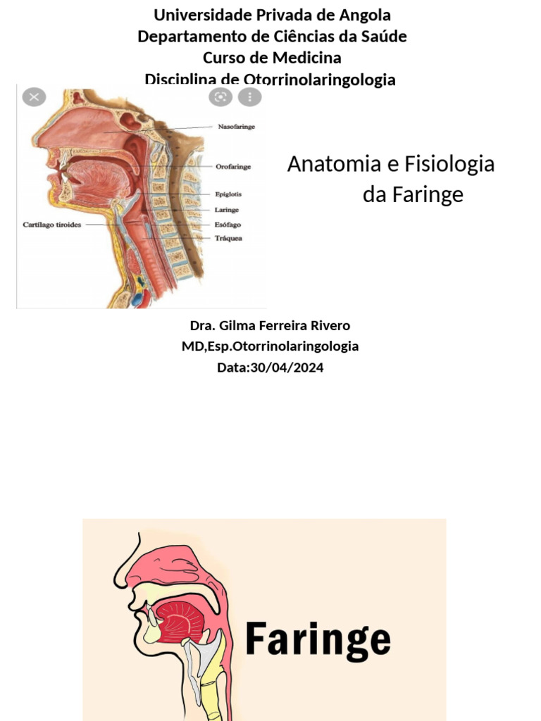 Anatomia da Orofaringe e Fisiologia | PDF | Anatomia dos primatas ...