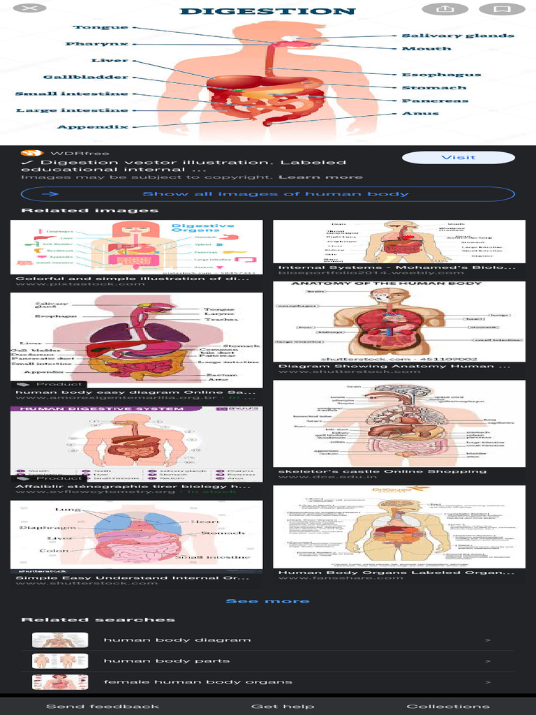 Overview of Human Body Anatomy | PDF | Anatomy | Biology