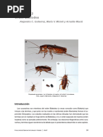 Clave Blattodea | PDF | Zoología | Ordenes de insectos