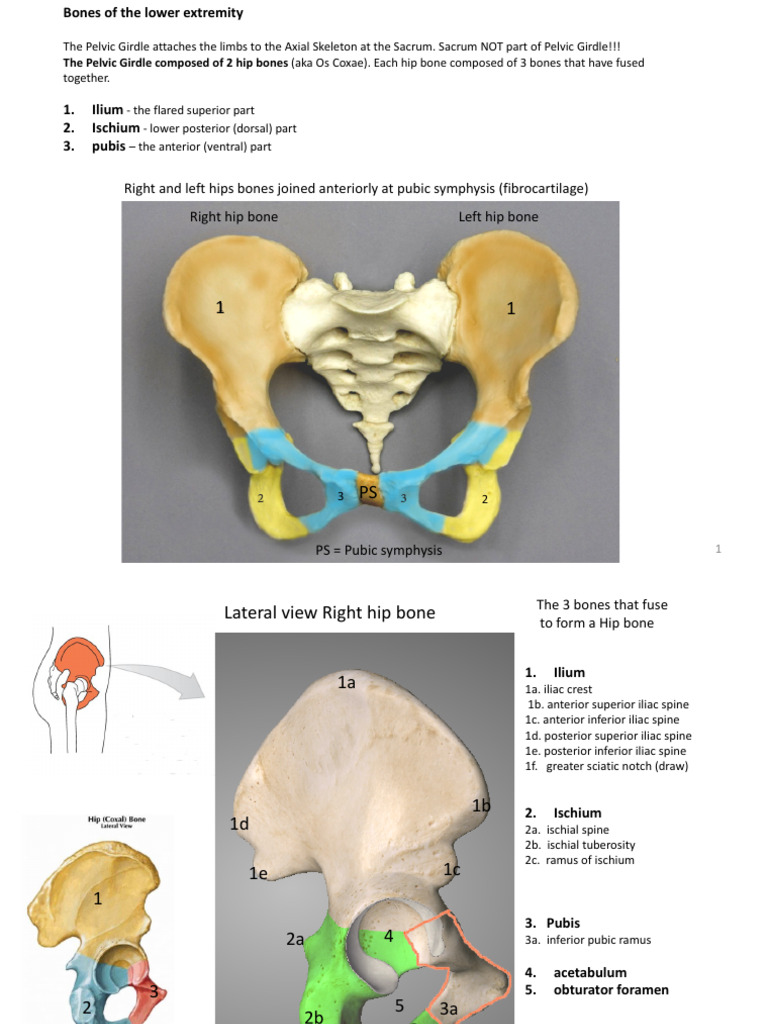 Lower Ext Bones Lab Worksheet 2019 | PDF | Pelvis | Limbs (Anatomy)