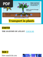 Plant Transport Systems Explained | PDF