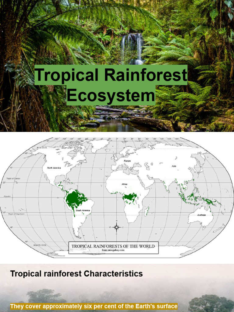 Tropical Rainforest Ecosystem | PDF | Rainforest | Canopy (Biology)