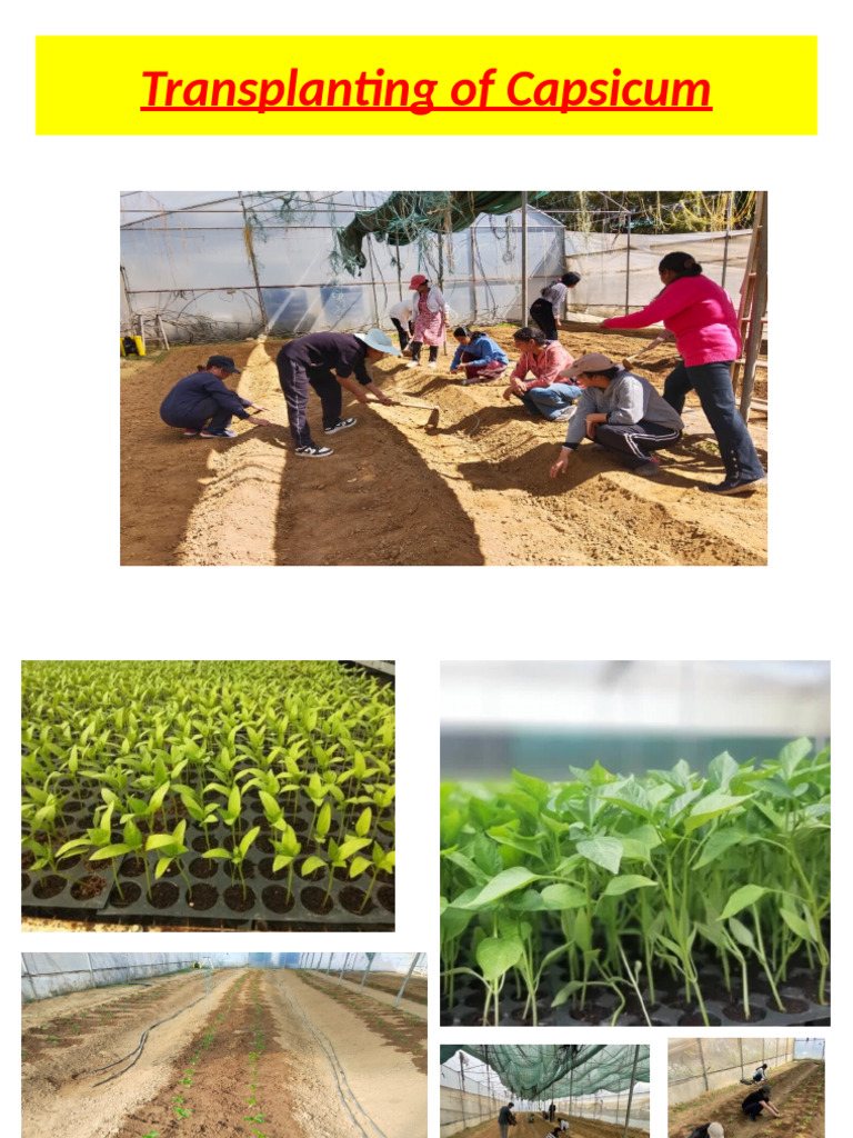 Transplanting of Capsicum by Vibhuti | PDF