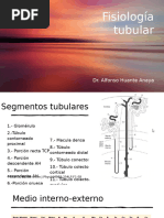 Función del túbulo contorneado distal | PDF | Riñón | Biología Celular