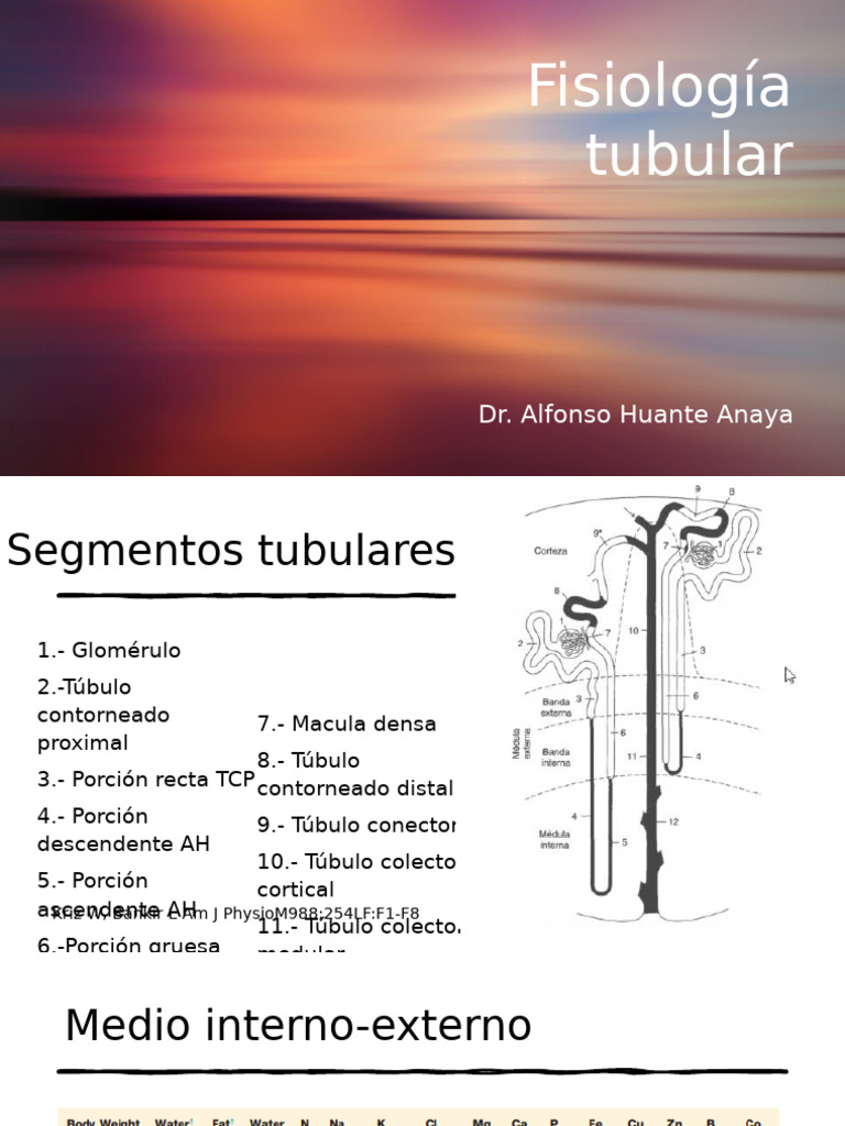 Fisiología tubular renal: segmentos y funciones | PDF | Sodio | Riñón