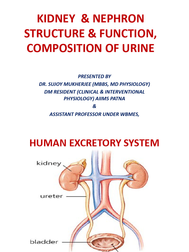 1a.kidney Structure & Function and Composition of Urine | PDF