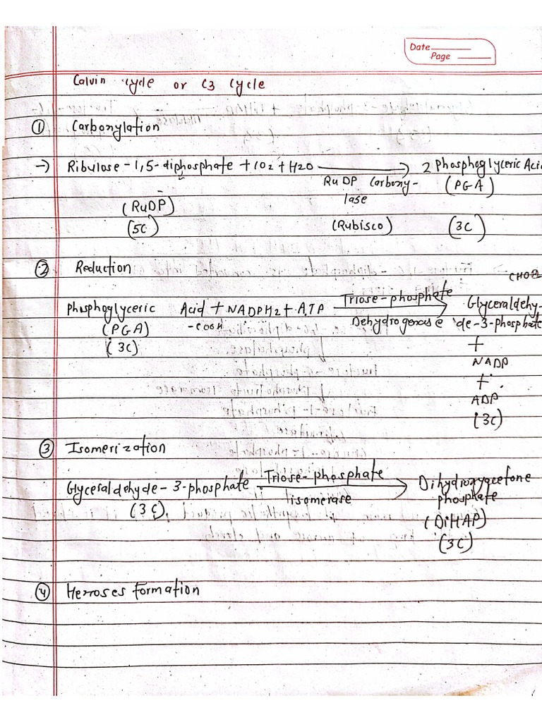 Calvin Cycle Plant Defense Mechanism | PDF