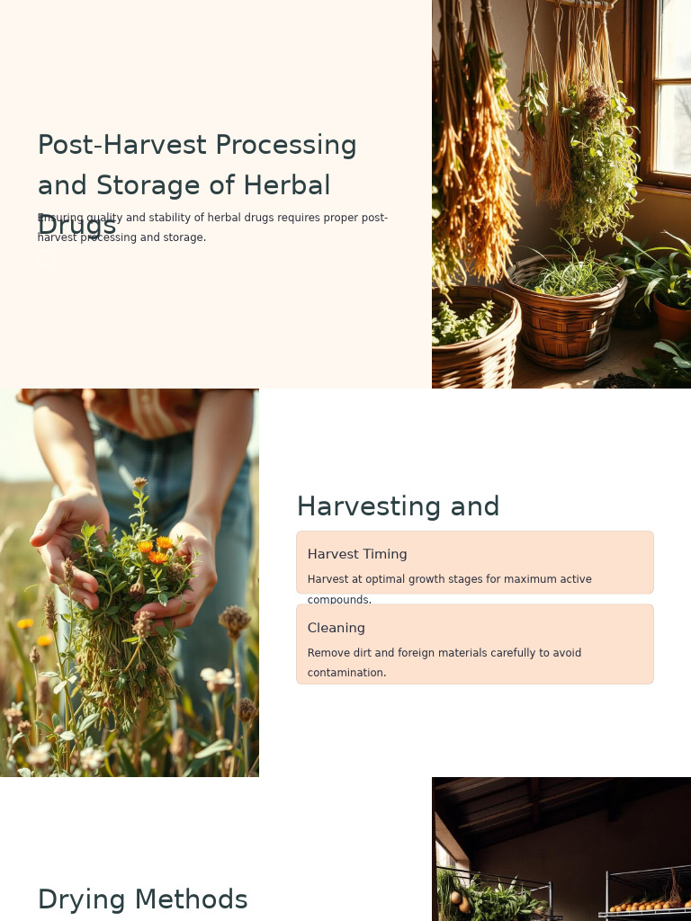 Post Harvest Processing and Storage of Herbal Drugs | PDF
