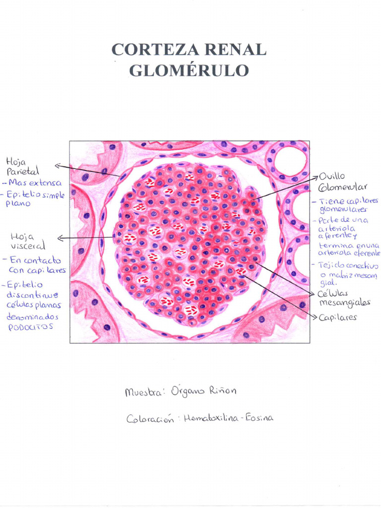 Histología de Glomérulo | PDF