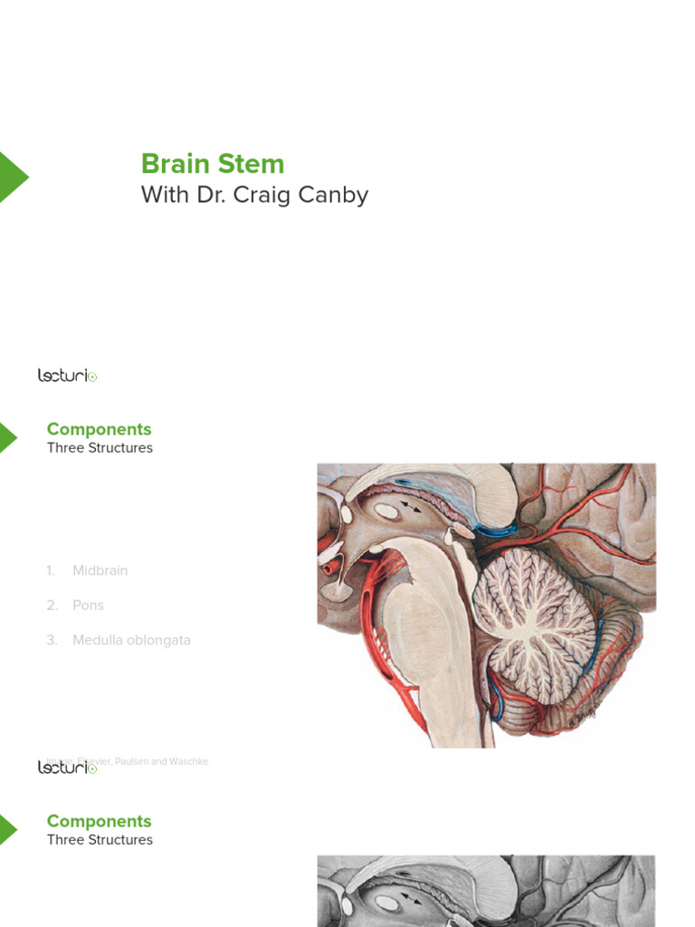 Slides 6 BrainStem BrainAndNervousSystem | PDF | Brainstem | Cerebellum