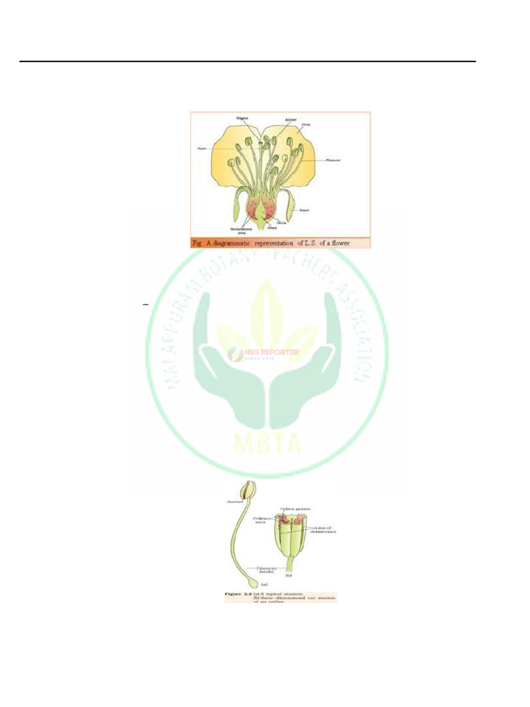 HSSRPTR - Ch-2 Sexual Reproduction in Flowering Plants | PDF | Flowers ...