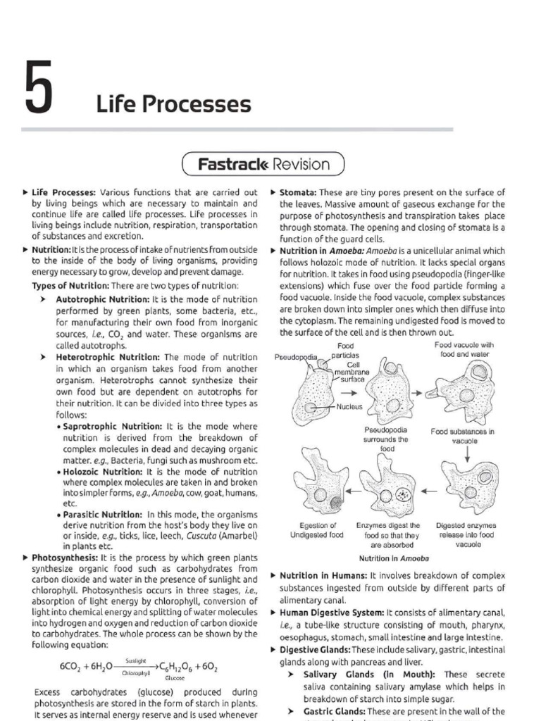 Life Processes | PDF