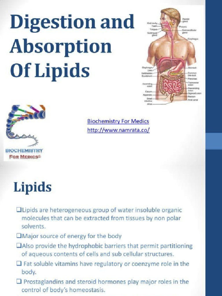 Absorption of Lipids | PDF