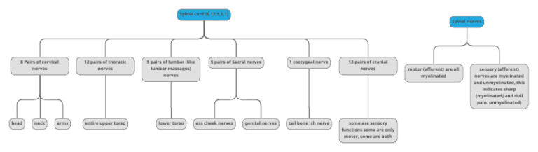 Nervous System Map For PSYB64 | PDF