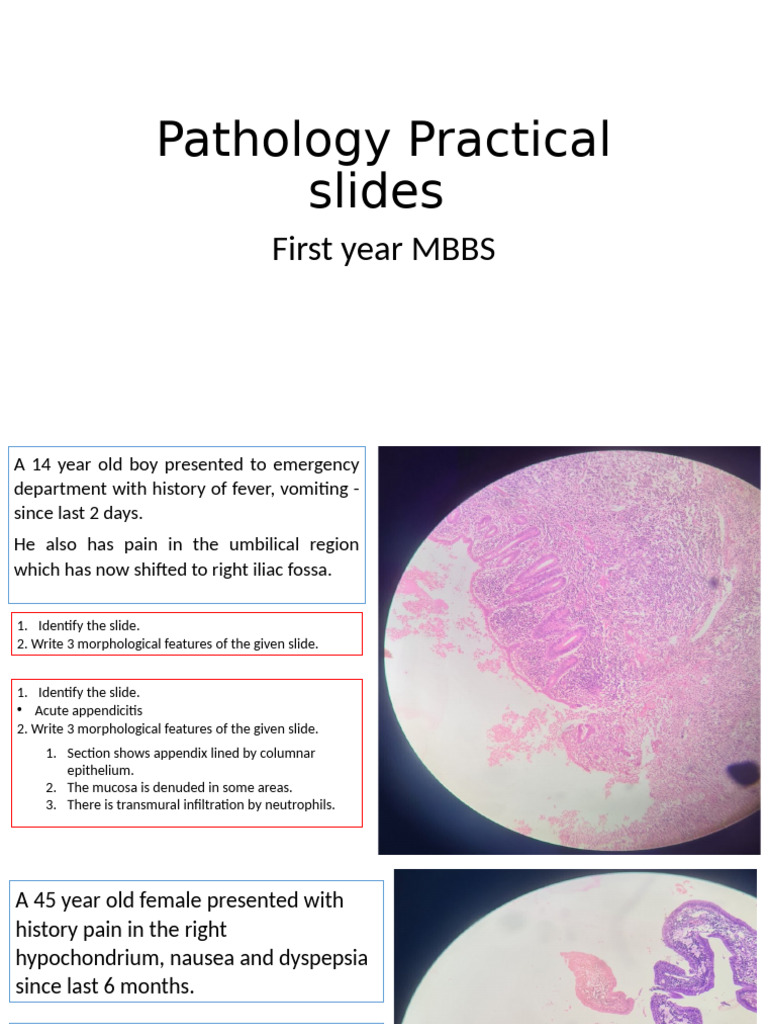 Pathology Slides Analysis for MBBS Students | PDF | Epithelium | Skin