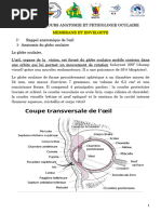 ANATOMIE DU TRACTUS OPTIQUE Zio | PDF | Thalamus | Système nerveux
