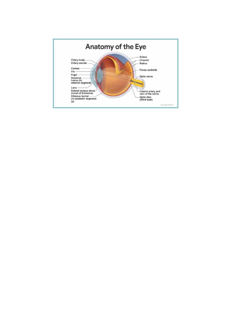 Anatomy of The Eye | PDF