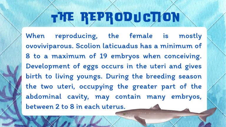 Scoliodon Laticaudus - 20250620 - 220121 - 0000 | PDF