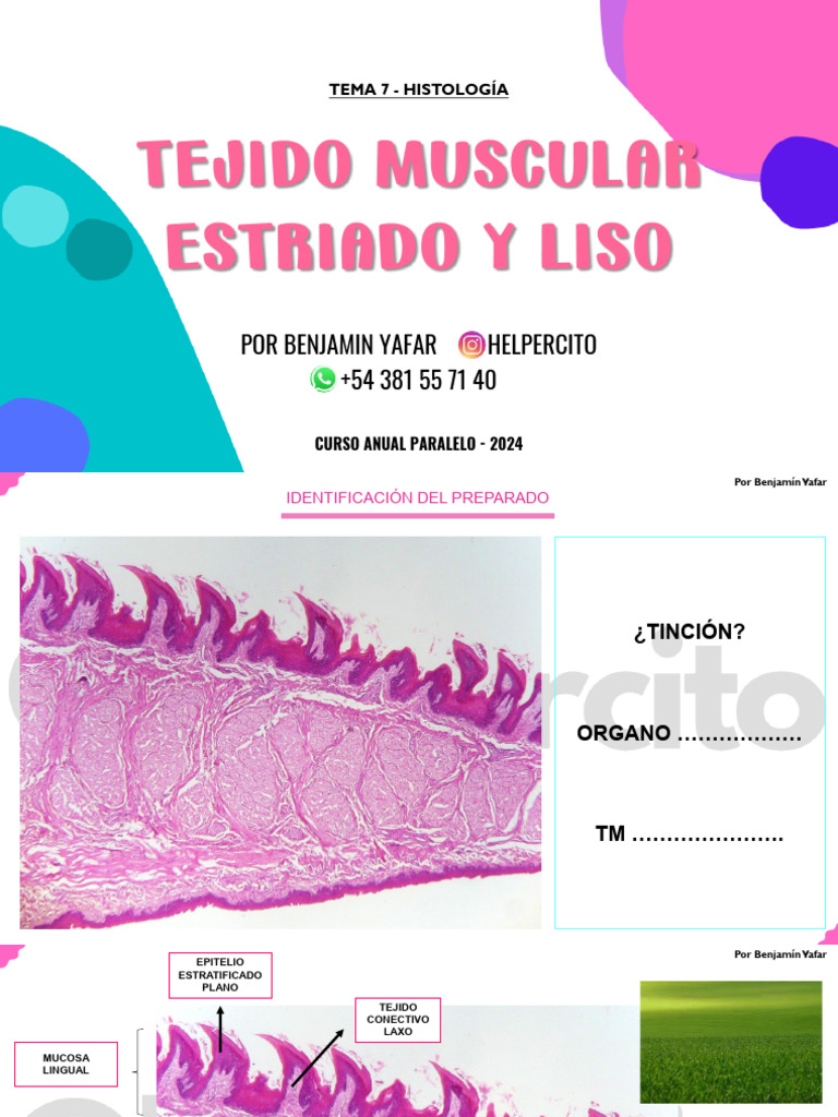 22 Lab Tejido Muscular-1 | PDF | Músculo | Membrana mucosa
