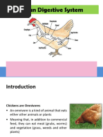Bird Digestive System | PDF | Digestion | Gastrointestinal Tract