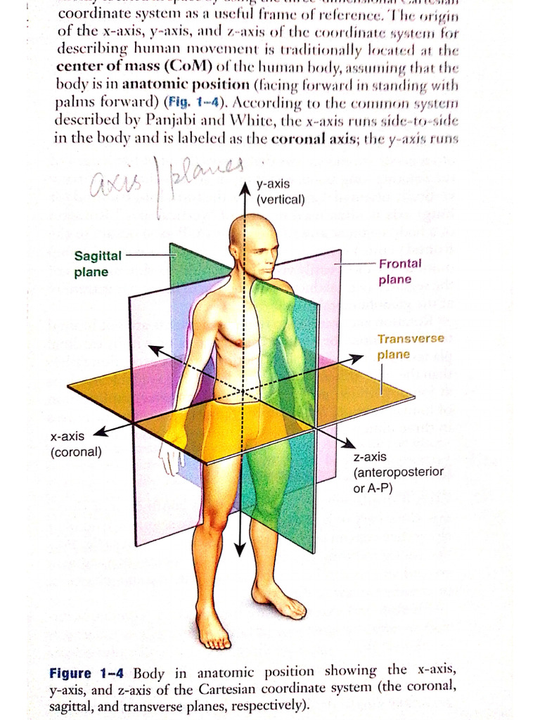 Biomechanics Plane Axis and Arthrokinematics Diagram | PDF