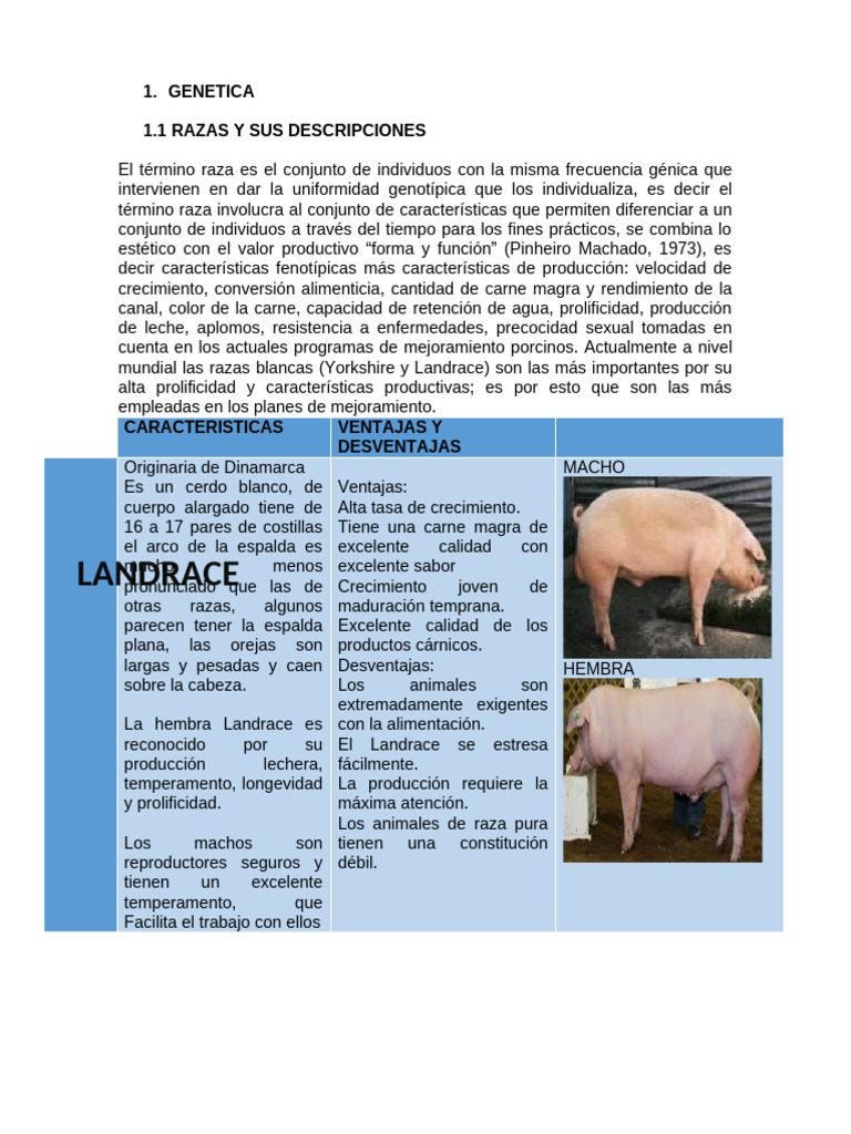 Produccion y Comercializacion de Carne de Cerdo | PDF | Alimentos | Vitamina