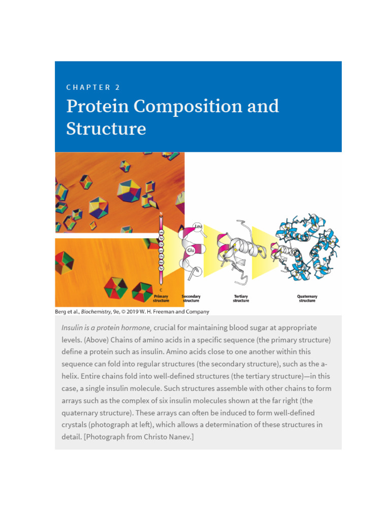 Biochemistry - (Chapter 2 Protein Composition and Structure) | PDF ...