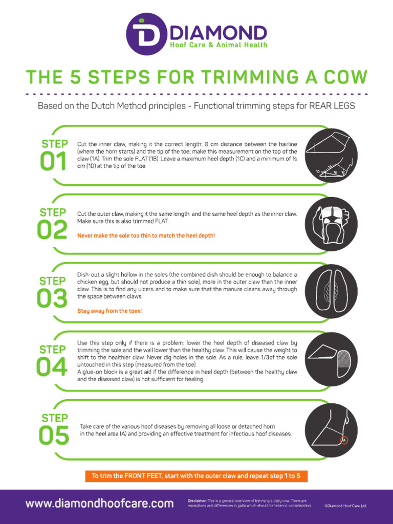 The 5 Steps For Trimming A Cow | PDF
