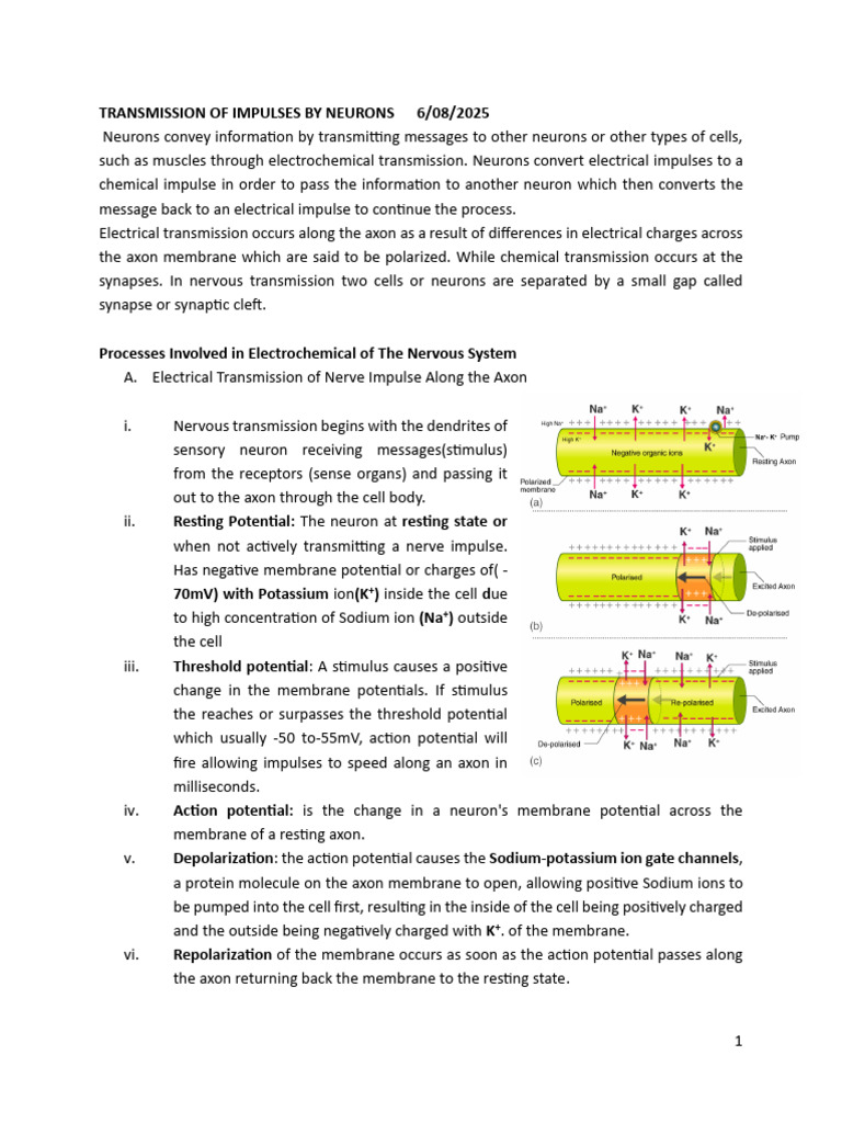 Transmission of Impulses by Neurons | PDF | Chemical Synapse | Action ...