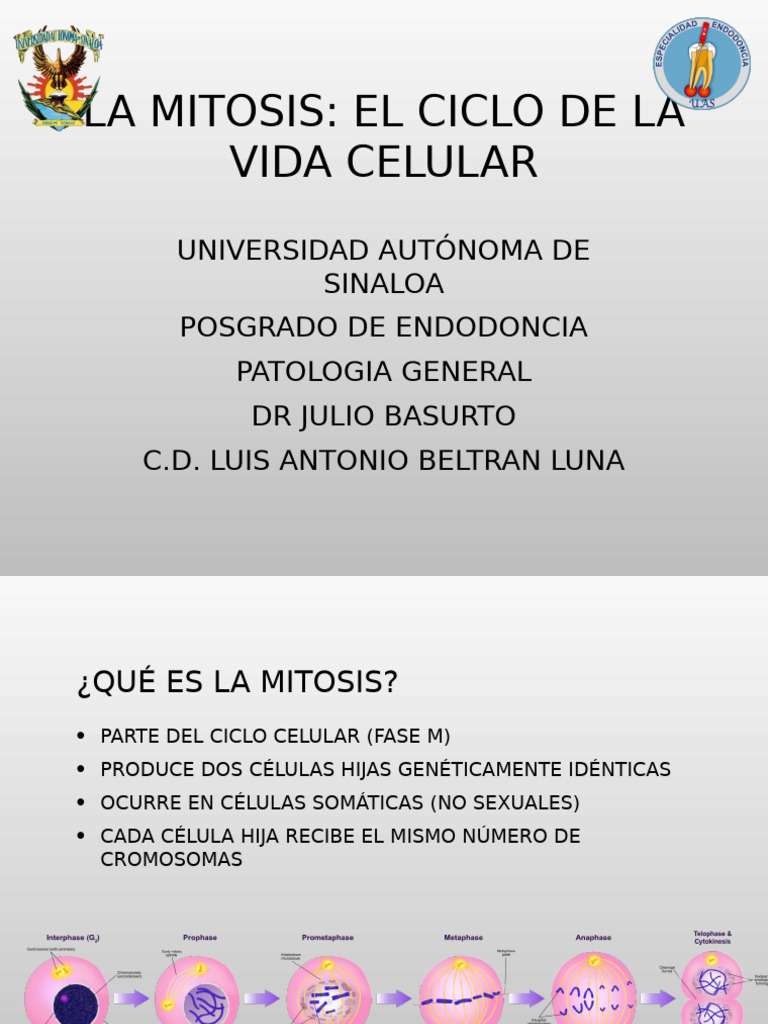 Mitosis | PDF