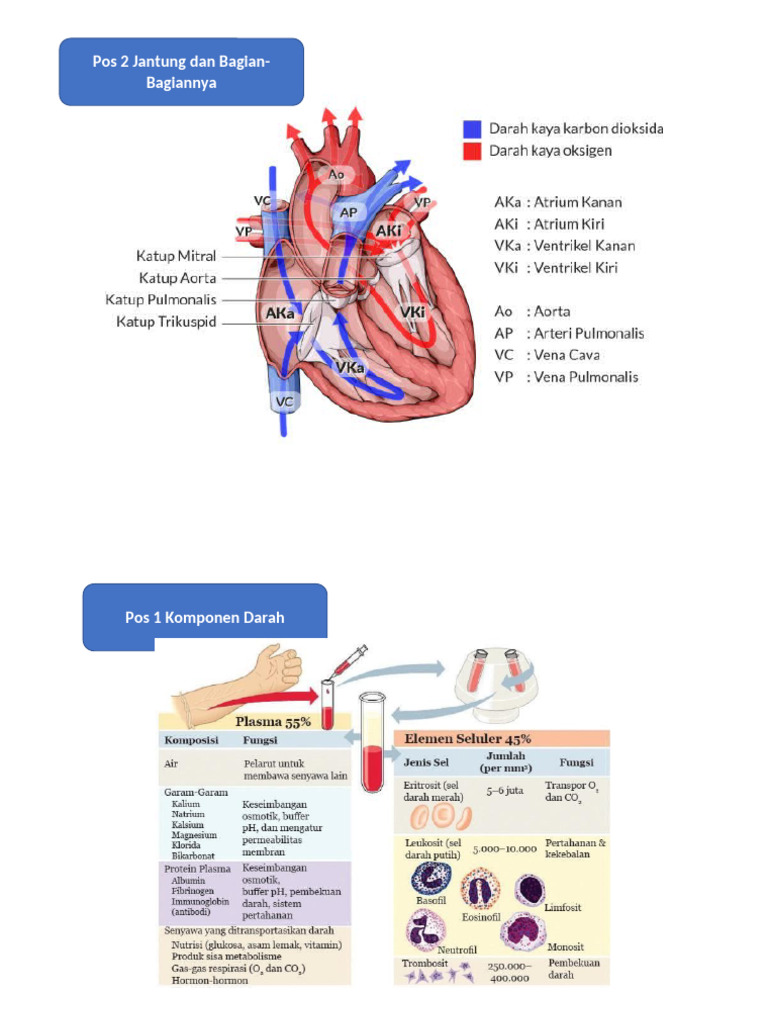 BA Sistem Sirkulasi 8 SMP | PDF