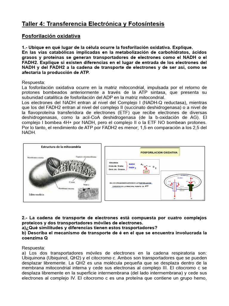Taller 4 | PDF | Trifosfato de adenosina | Cadena de transporte de electrones