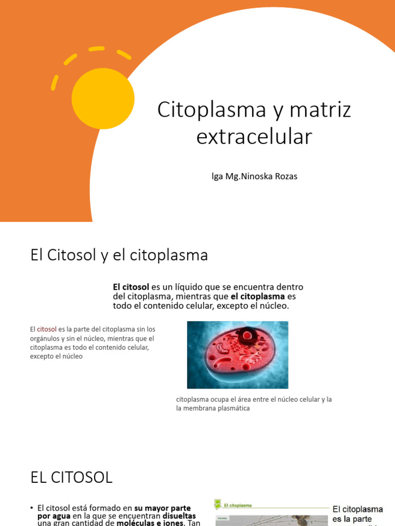 Citosoly Matriz Extr Celular | PDF | La matriz extracelular | Citosol