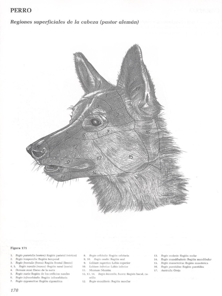 Libro Popesko Sección Perro | PDF