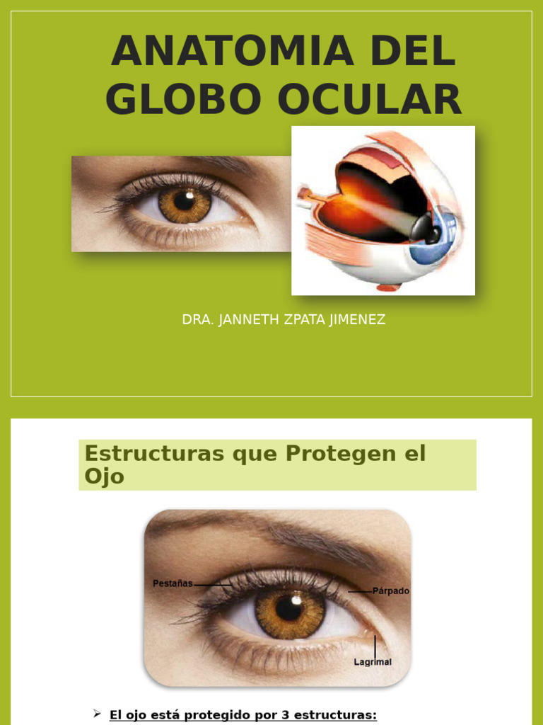 Anatomia Del Globo Ocular | PDF | Ojo humano | Ojo