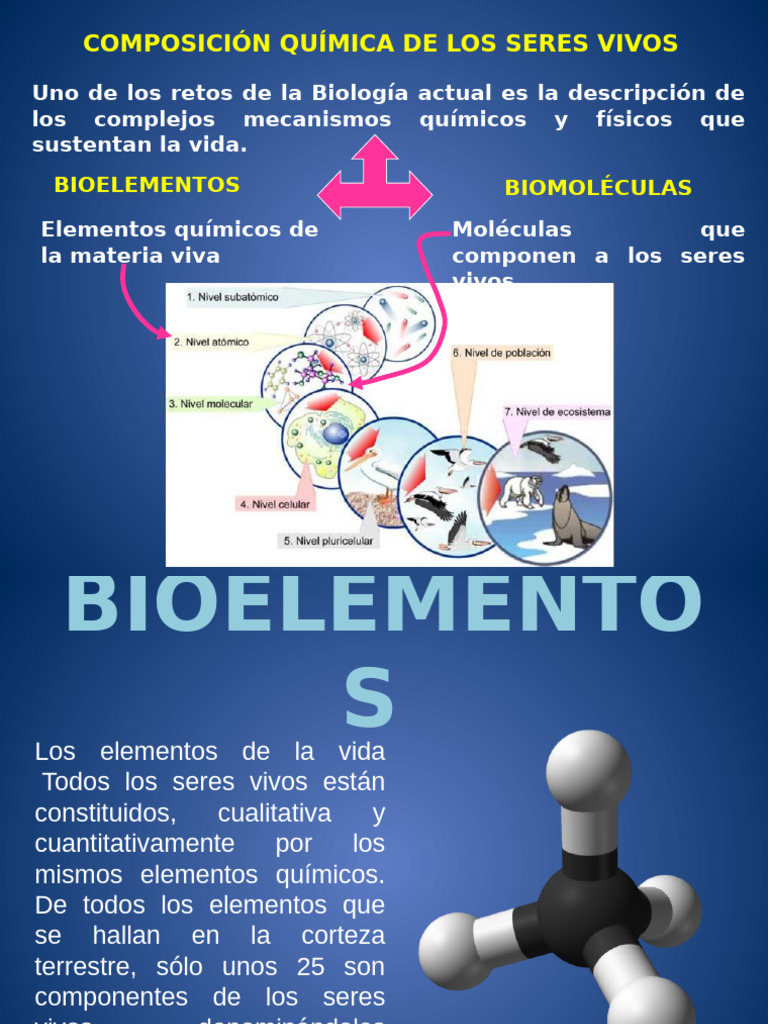 Bioelementos y Biomoleculas_2023 | PDF | Biomoléculas | Carbohidratos