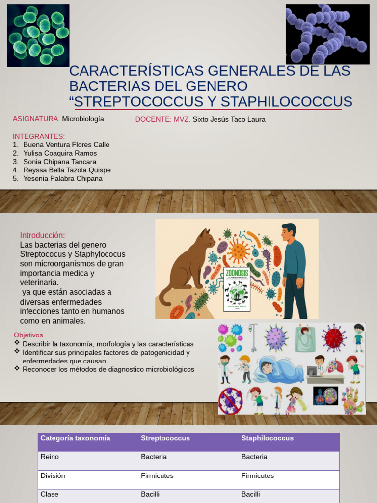 Bacterias de Género Streptococcus y Staphylococcus | PDF | Estreptococo | Las bacterias