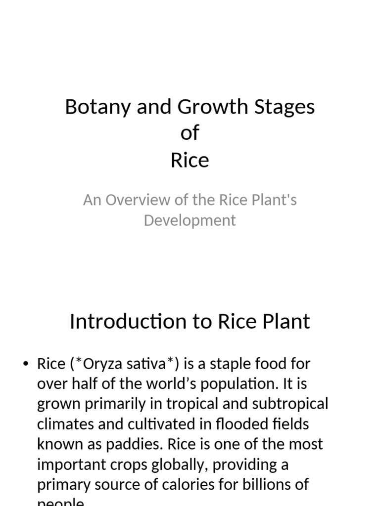 Botany and Growth Stages of Rice | PDF | Rice | Plants