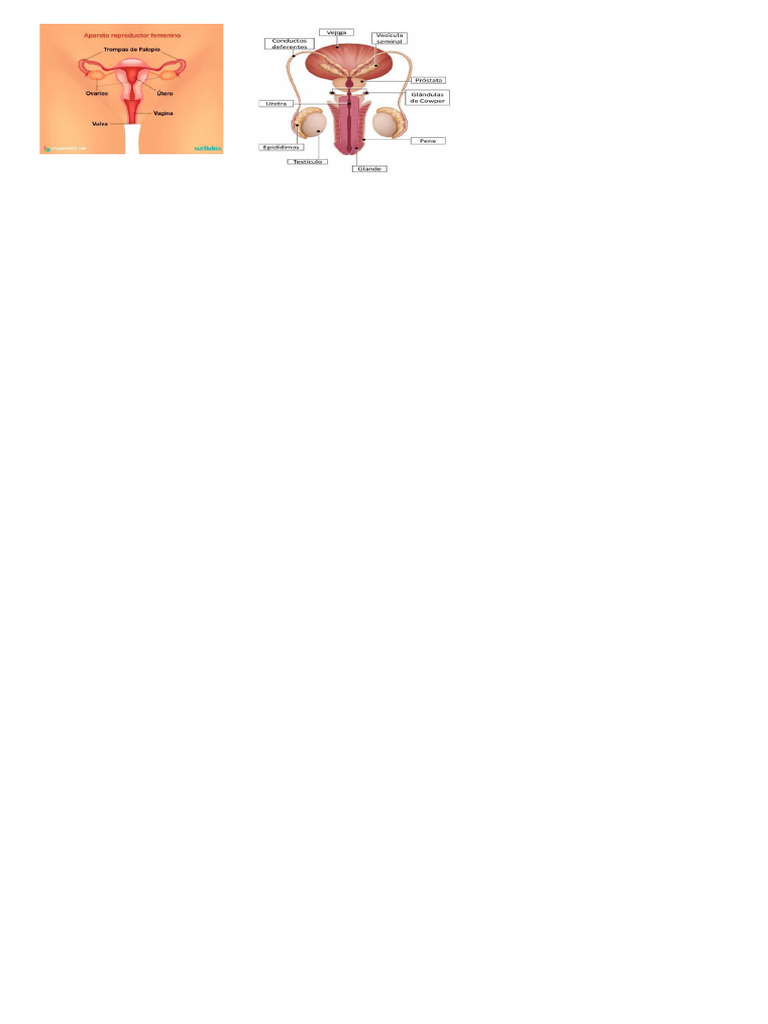 Imagen Organo Reproductor | PDF