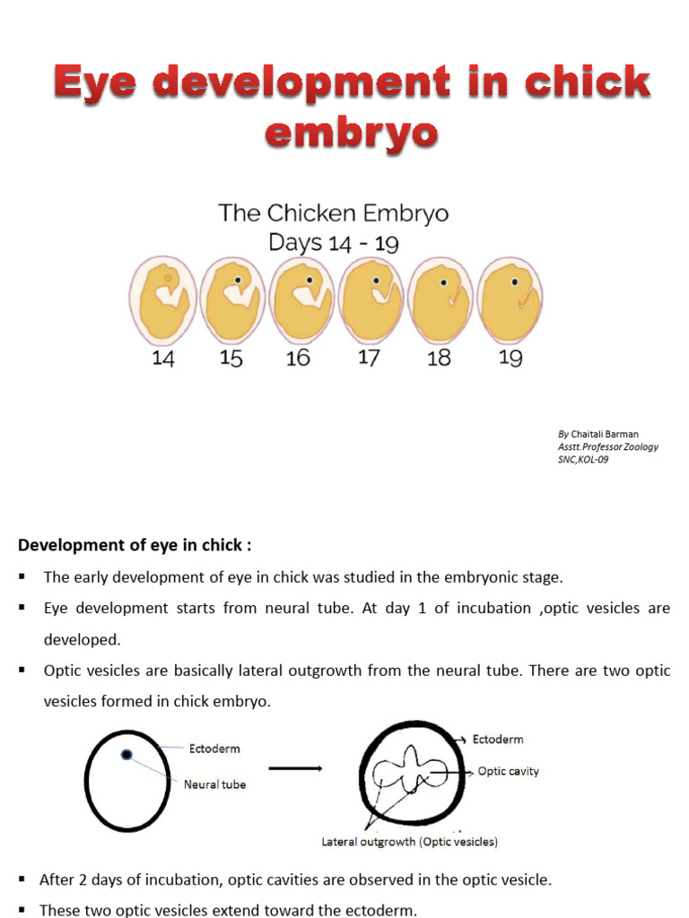 Eye Development Stages in Chick Embryo | PDF