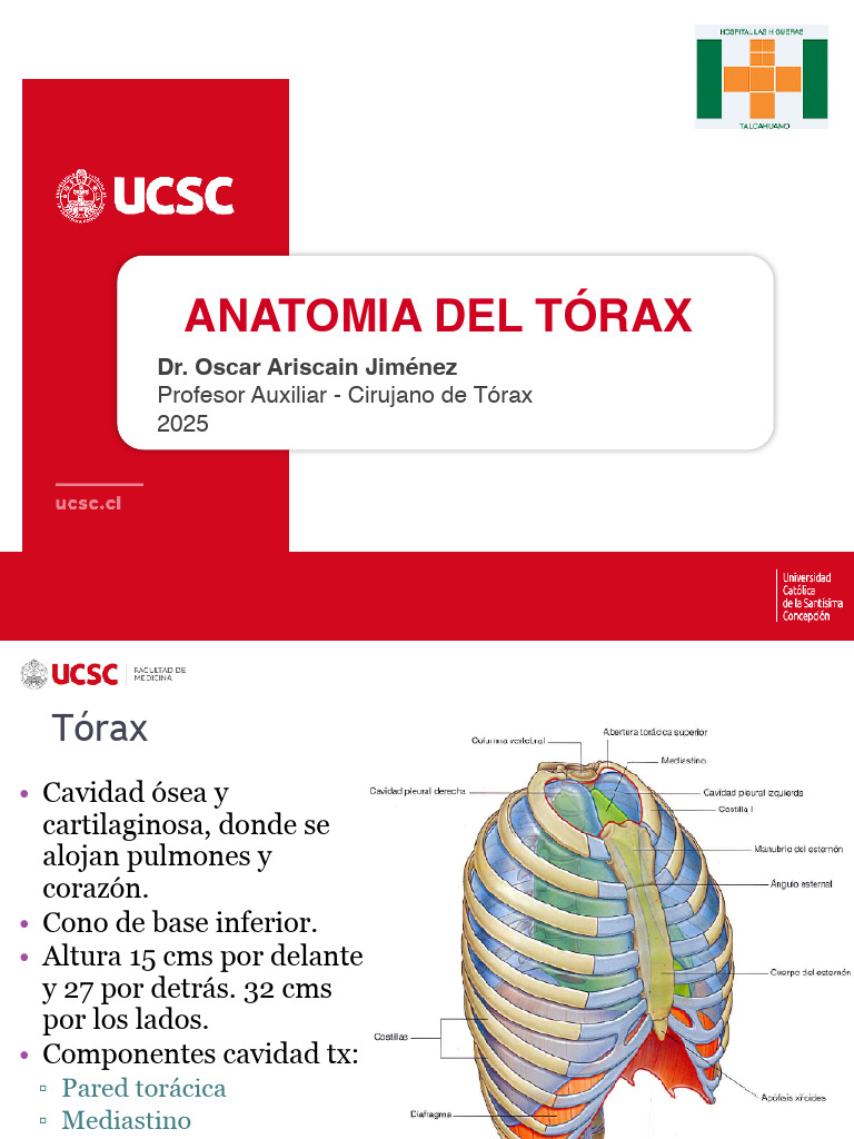 Anatomía Torax | PDF