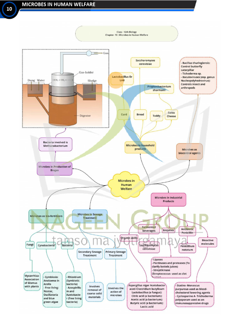 Class 12 Bio Mind Map | PDF | Teachers | Learning