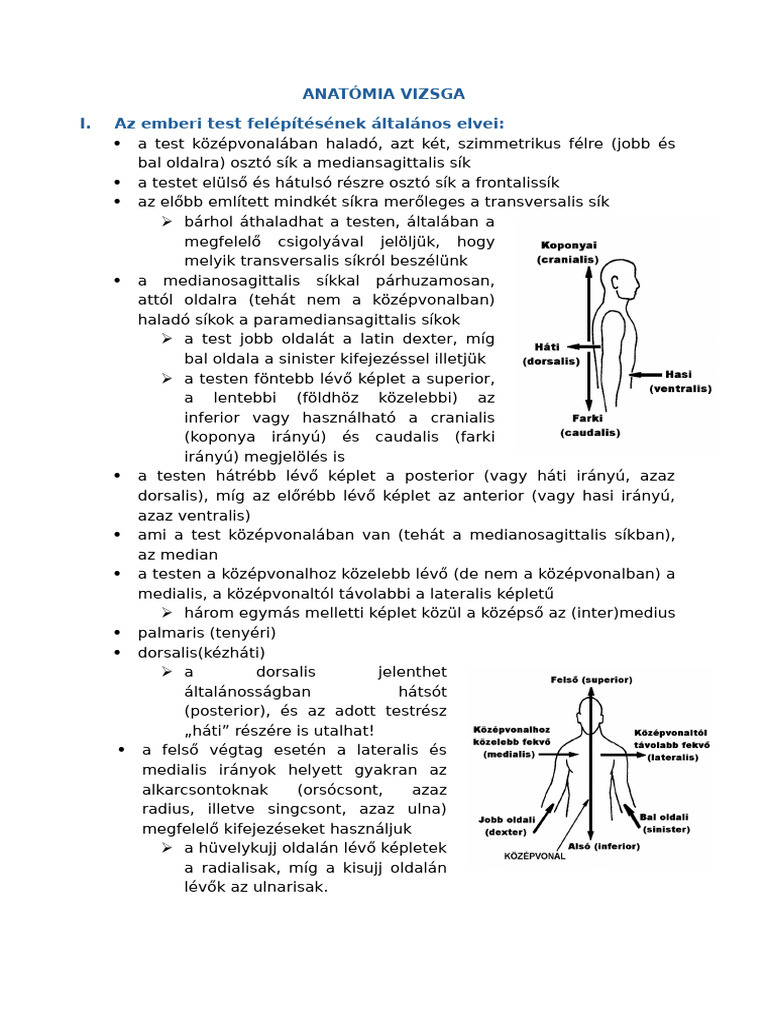 Anatómia Vizsga | PDF