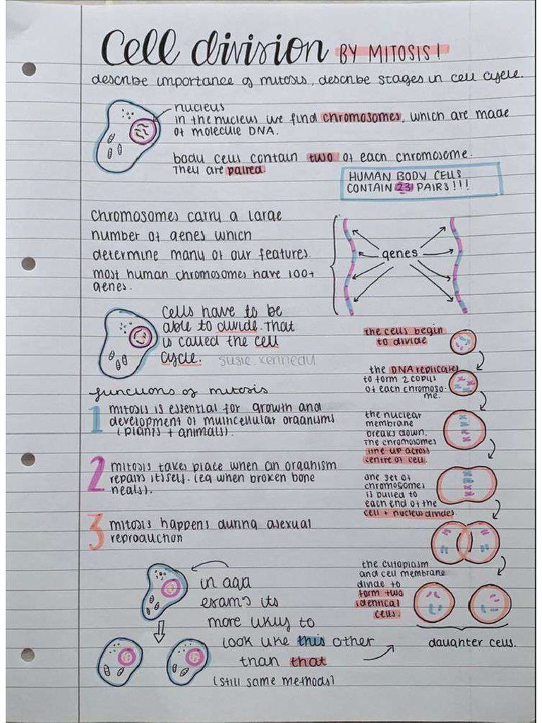 Cell Division | PDF